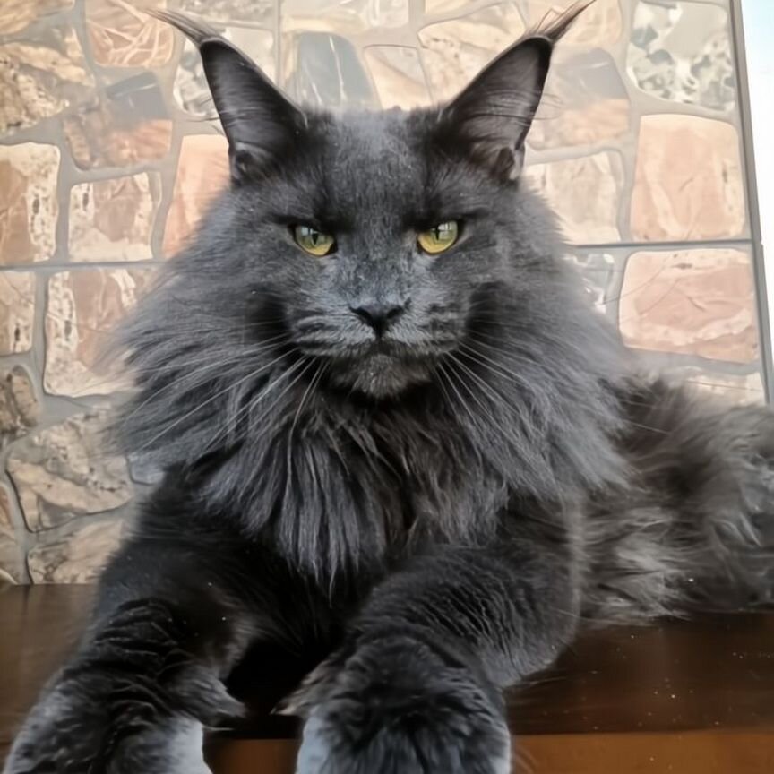 Мейн-кун, взрослая кошка