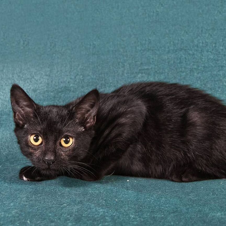 Котёнок в добрые руки бесплатно дар