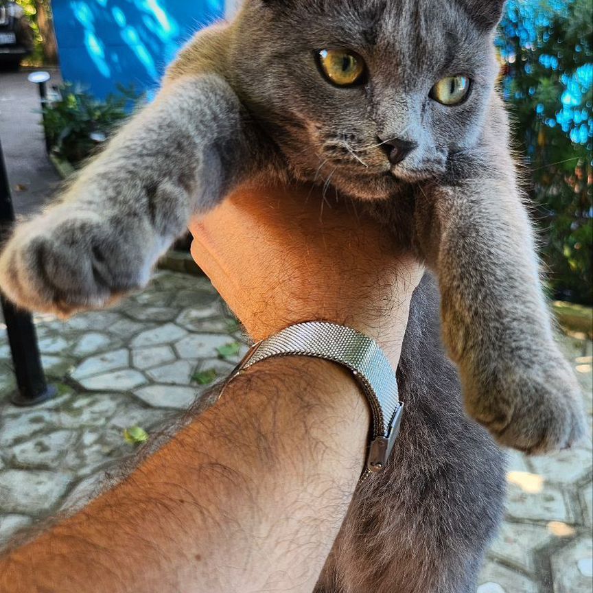 Домашние животные кошки
