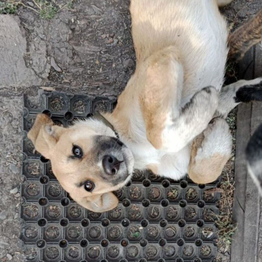 В добрые руки щенки