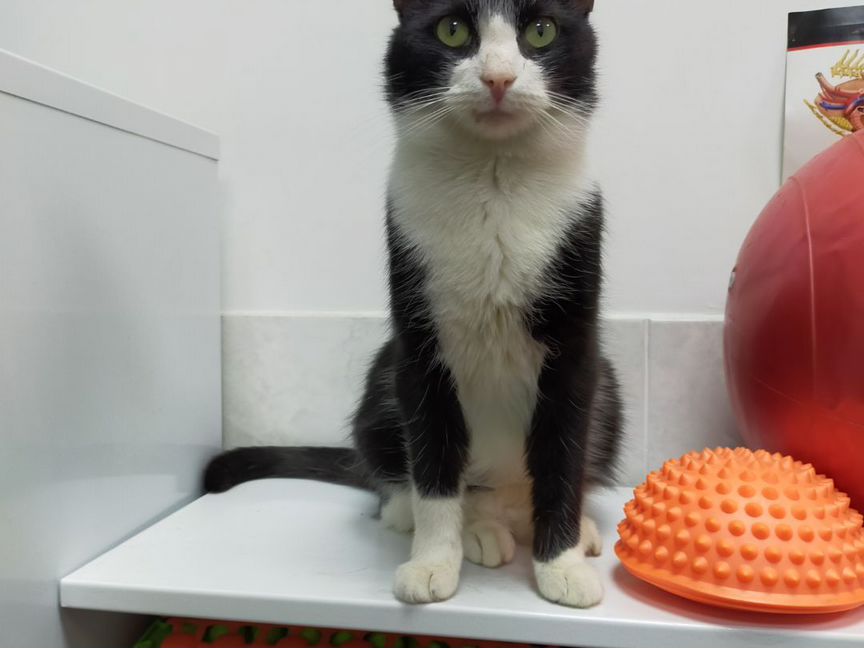 Котик ищет дом бесплатно