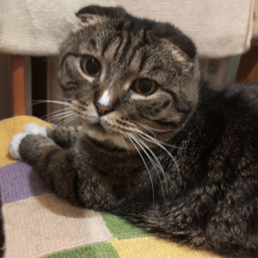 Шотландский вислоухий короткошёрстный кот, взрослый