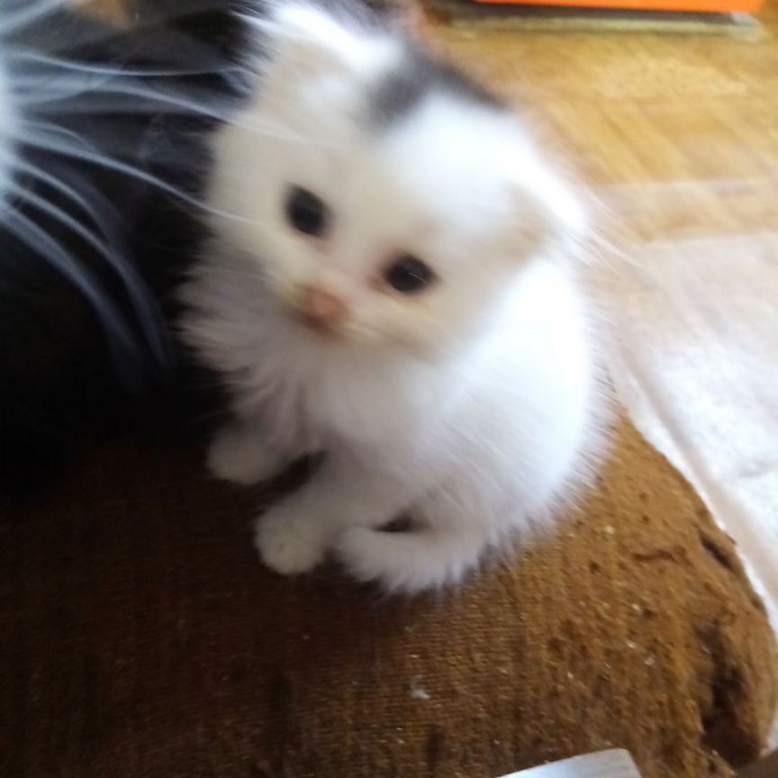 Котята продать