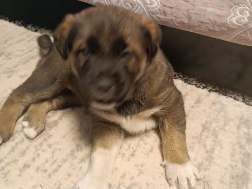 Щенок лайки лучший охранник