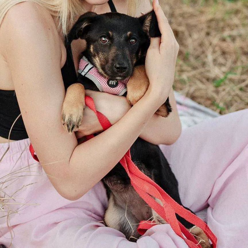 Щенок метис немецкой овчарки