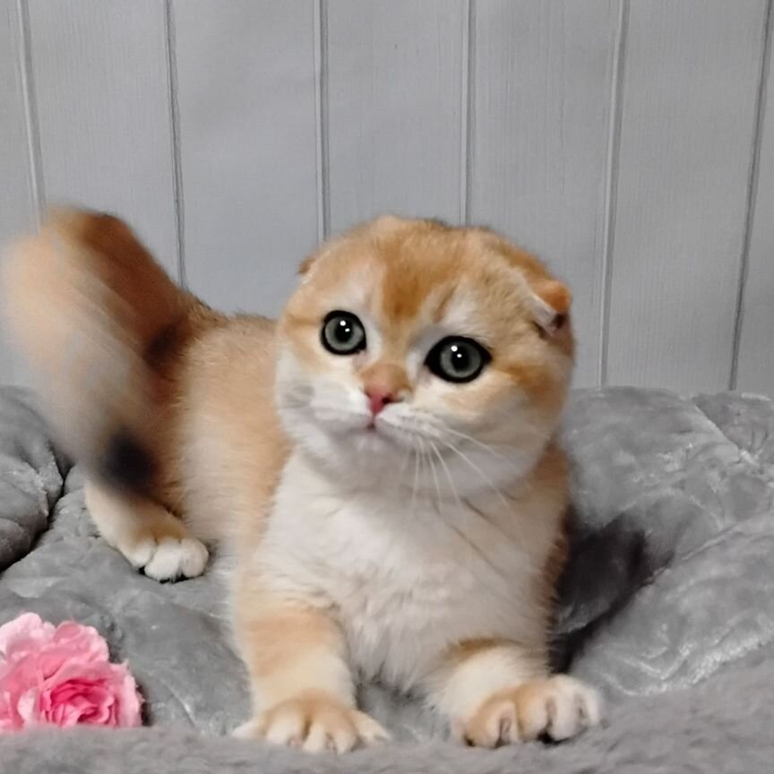 Шотландский вислоухий короткошёрстный котёнок