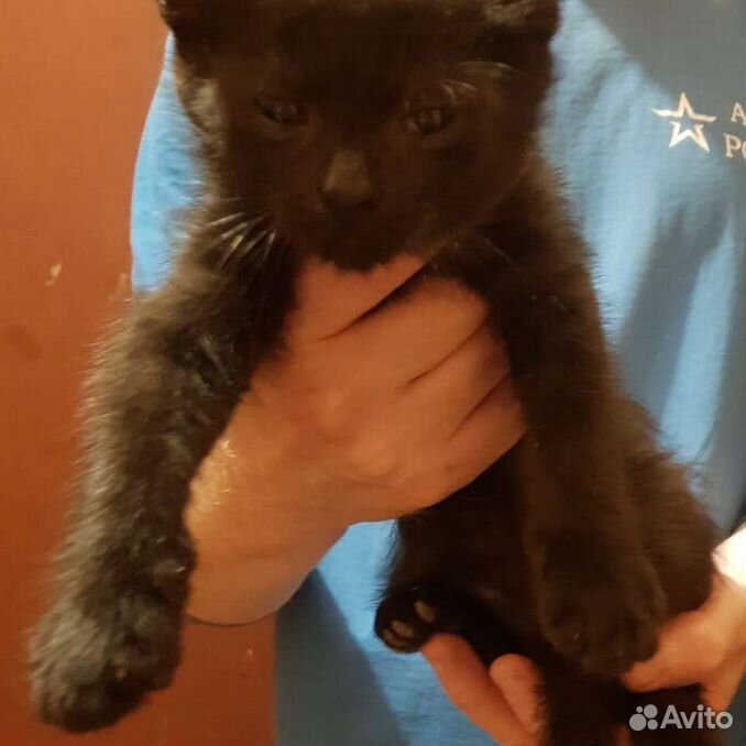 Черная пантерка ищет дом