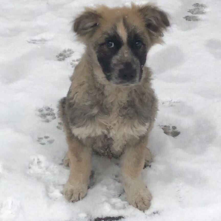 Щенок в добрые руки