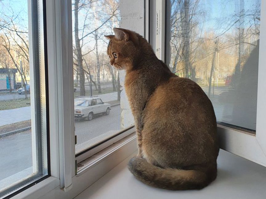 Золотая шиншилла