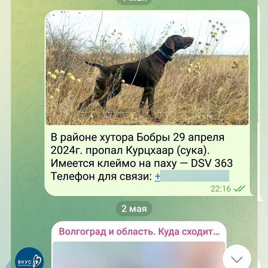 Потерялась собака (курцхаар )