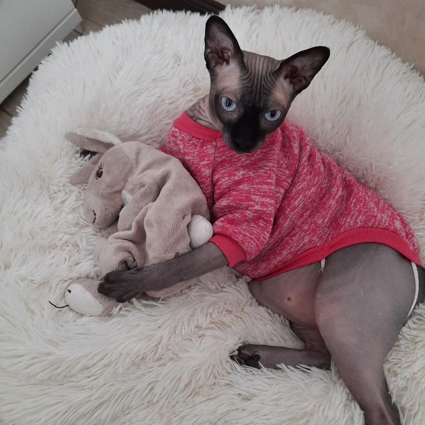 Канадский сфинкс