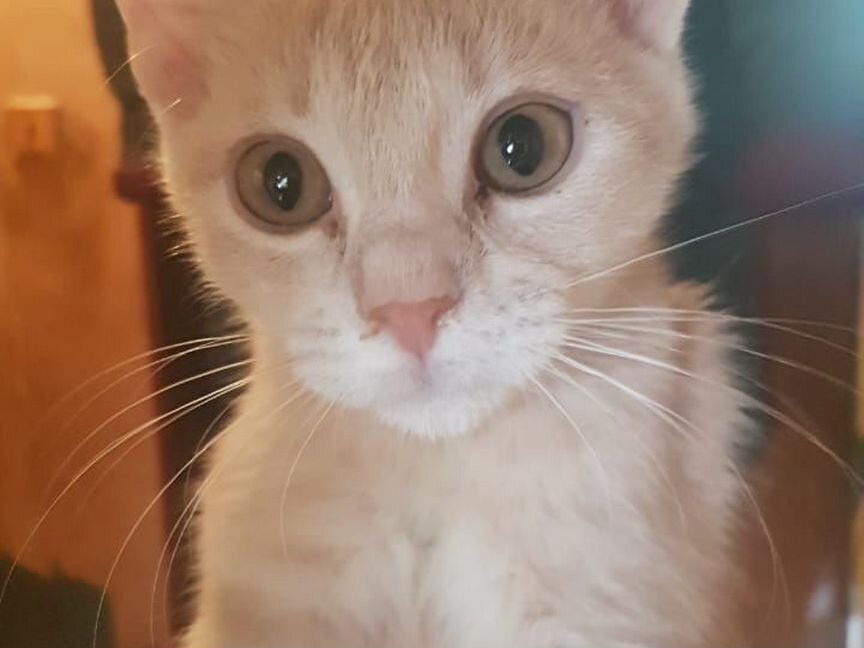 Рыжий котик мальчик 4 месяца в приюте