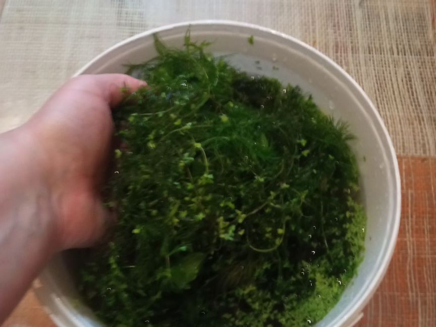 Бронь. Аквариумное растение