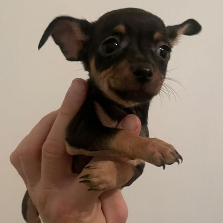 Русский той-терьер, щенок