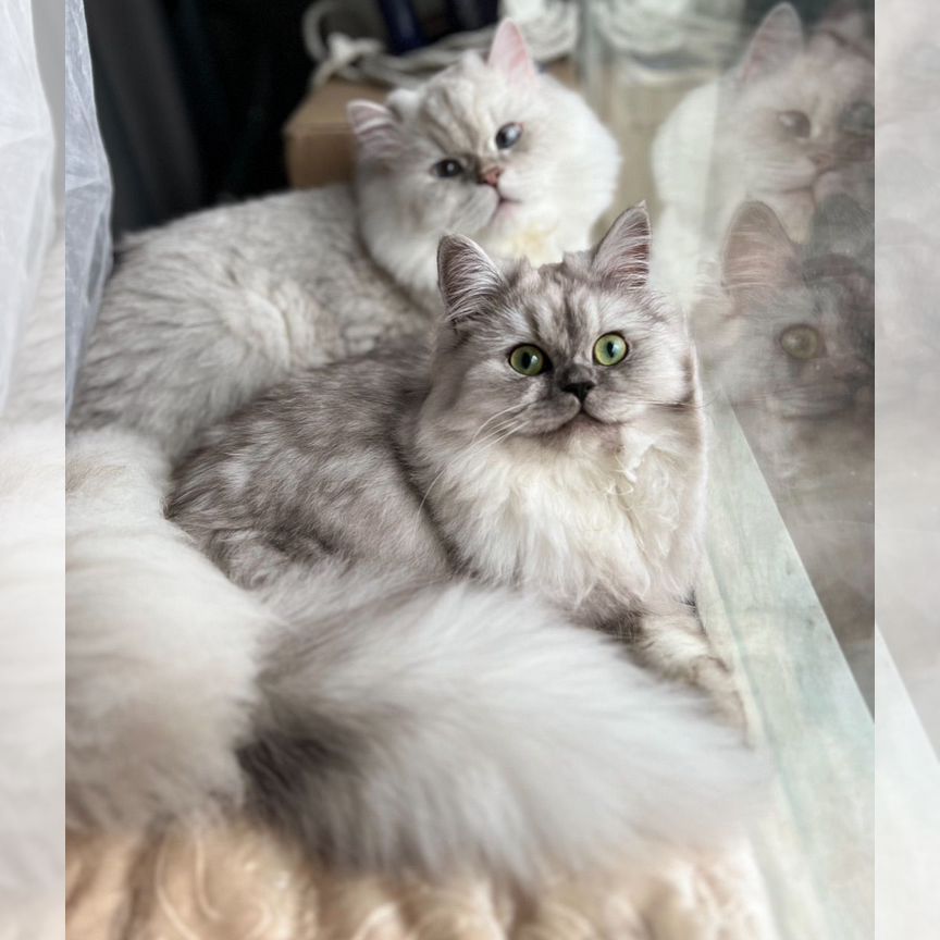Шотландский прямоухий длинношёрстный котёнок