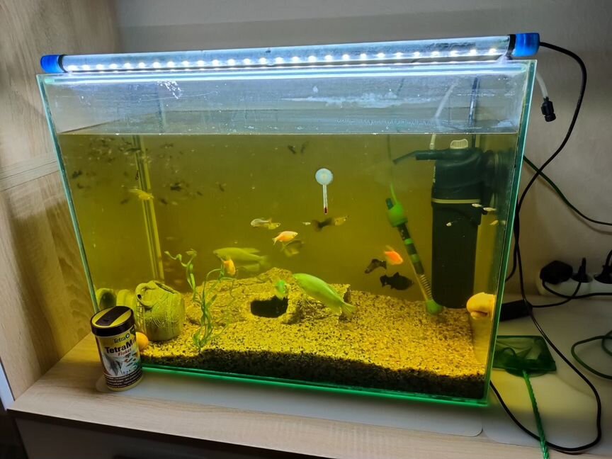 Аквариум с рыбами, большой сом, корм, всё включено