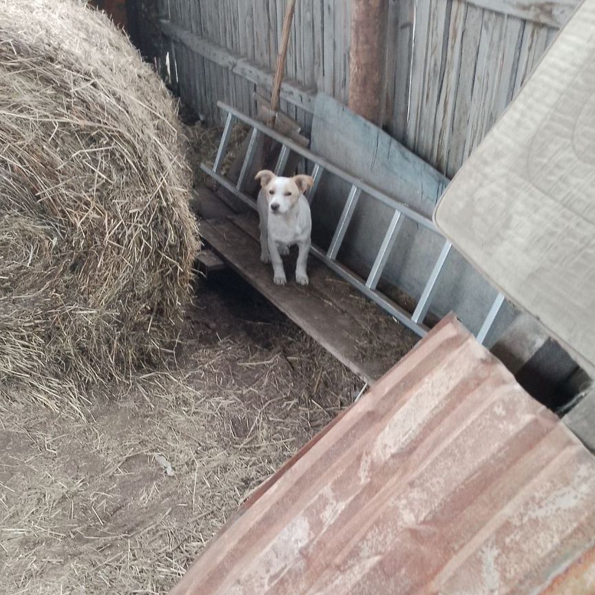 Щенок в добрые руки