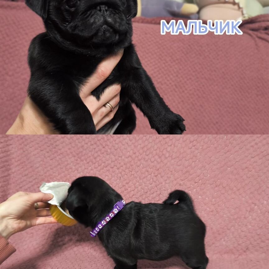 Щенки мопса