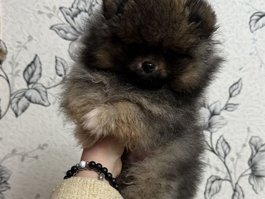 Мальчишка мишка шпиц