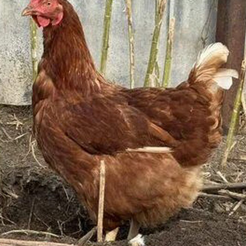 Куры несушки в Талице