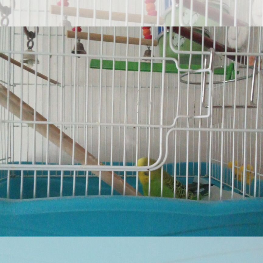 Волнистый попугай