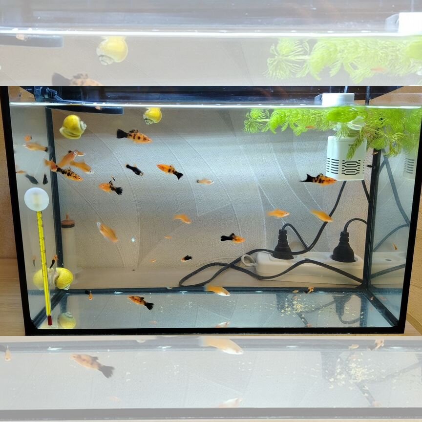 Меченосец мальки