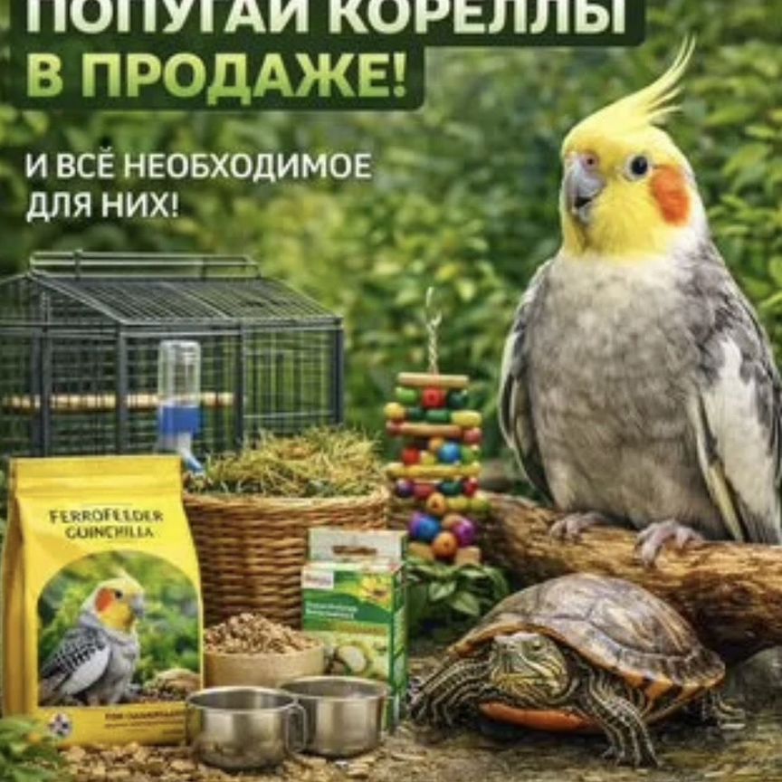 Попугаи Кореллы