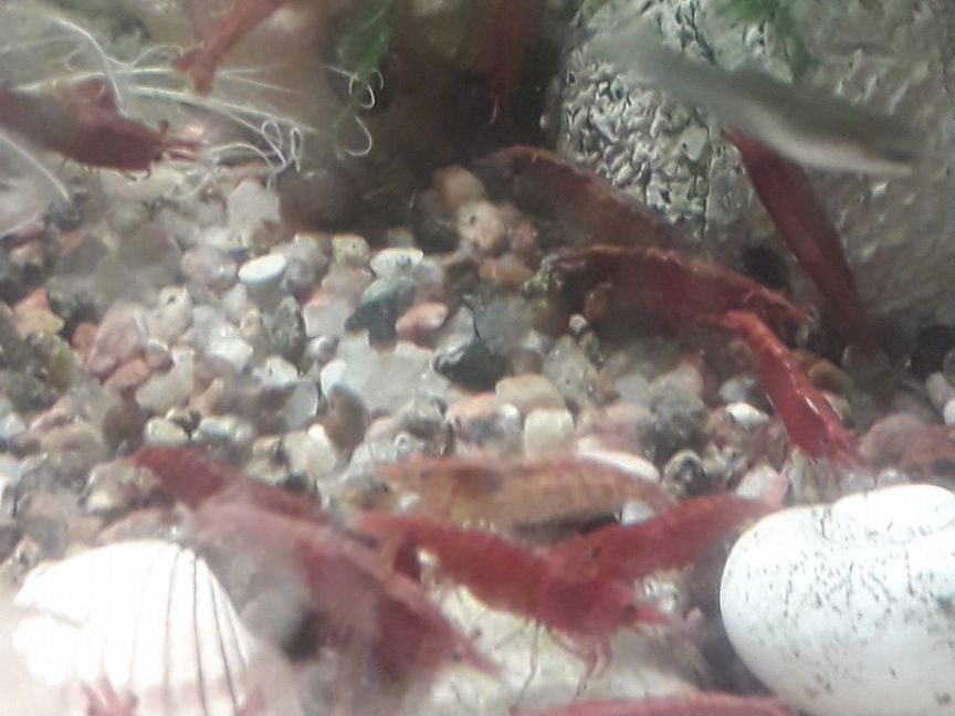 Креветки аквариумные, роголистник