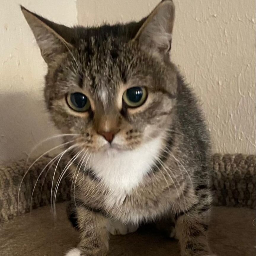 Кошечка Удача 7 месяцев ищет дом