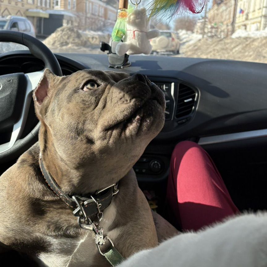 Американский булли, щенок