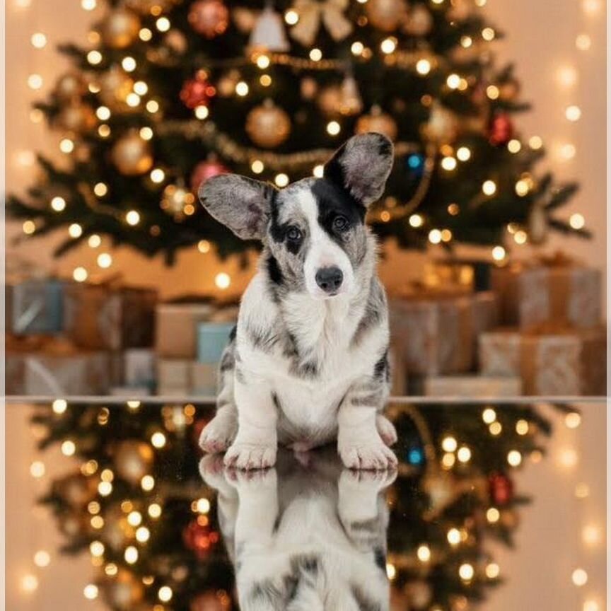 Вельш Корги Кардиган, щенок