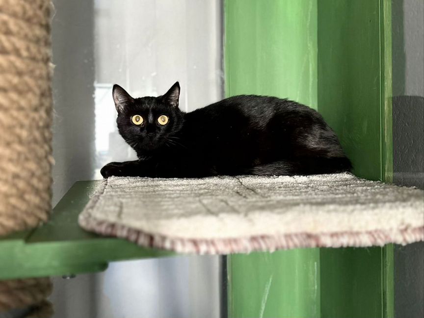 Ежевичке очень нужен дом