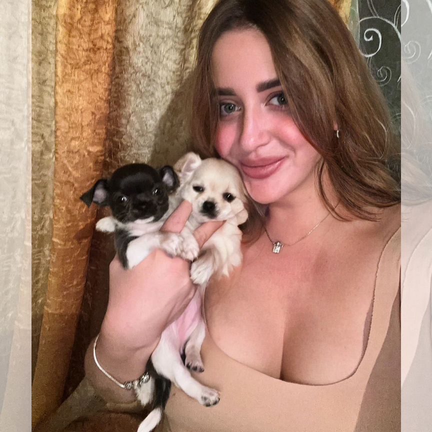 Сладкие девочки чихуахуа