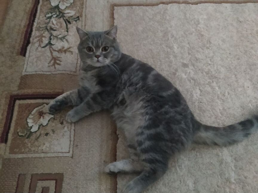 На вязку Шотландский прямоухий скоттиш-страйт