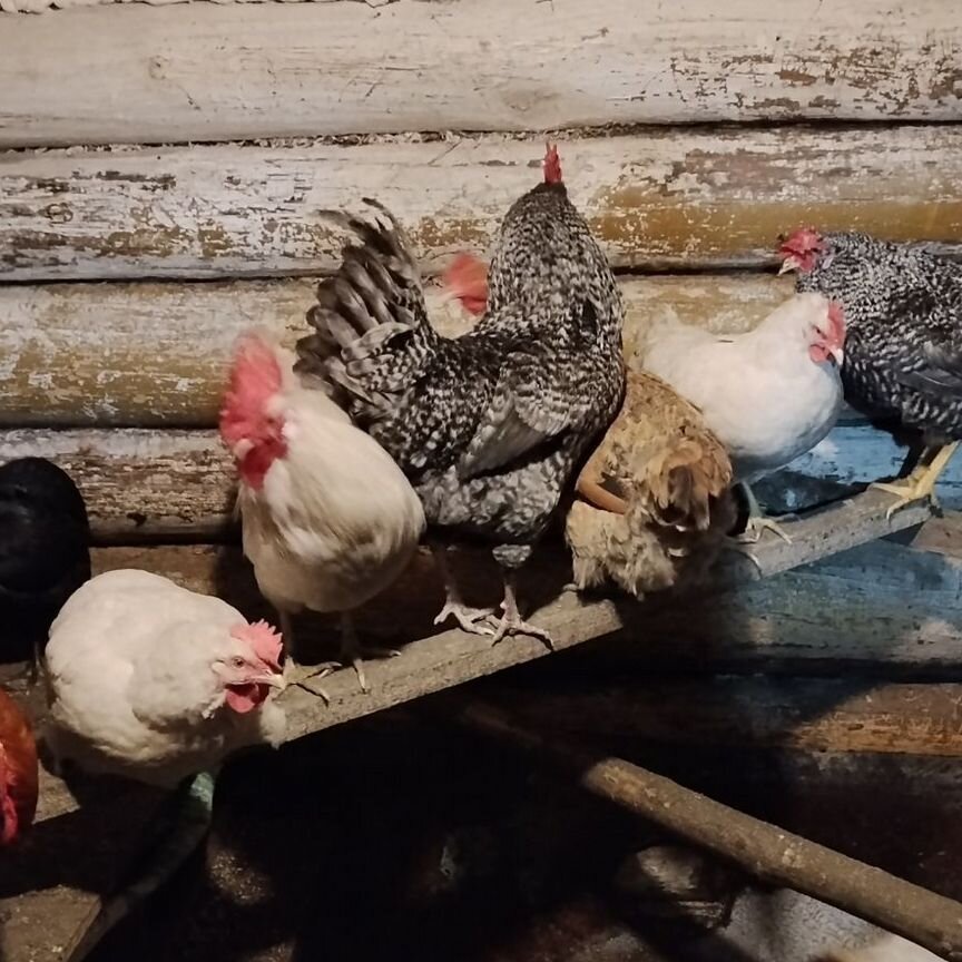 Молодые петухи