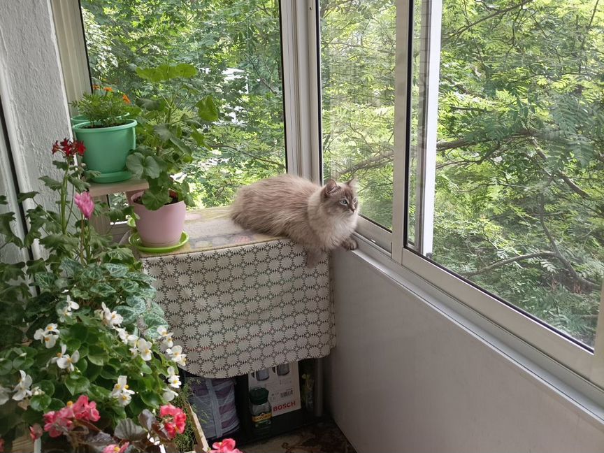Кот породы Невская маскарадная
