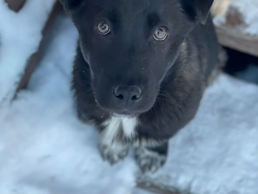 Коротколапый упитанный щенок в добрые руки