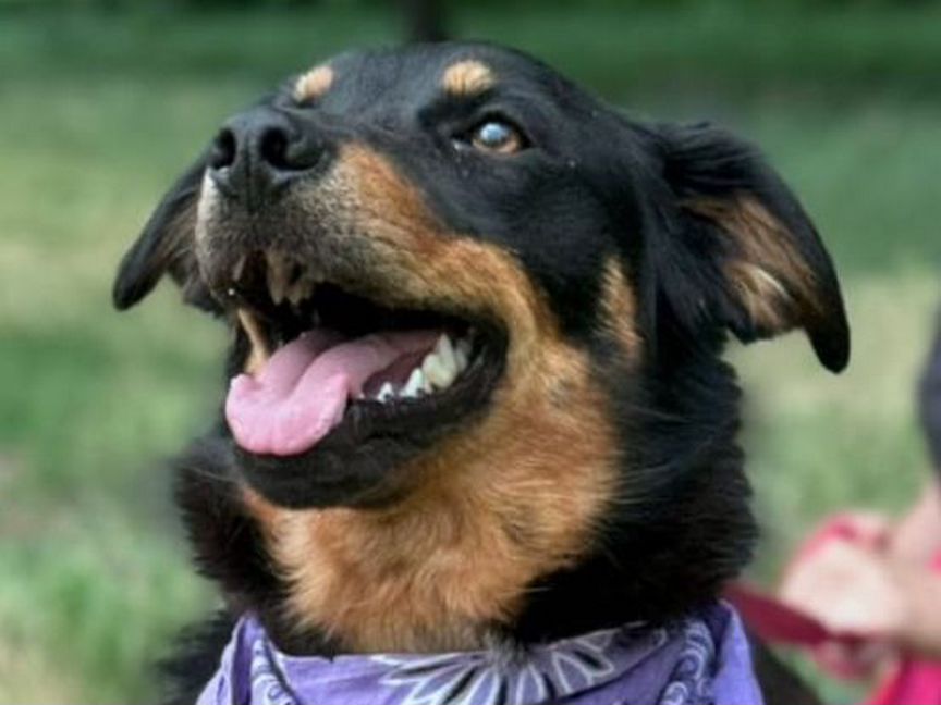 Собака Красавица Бона