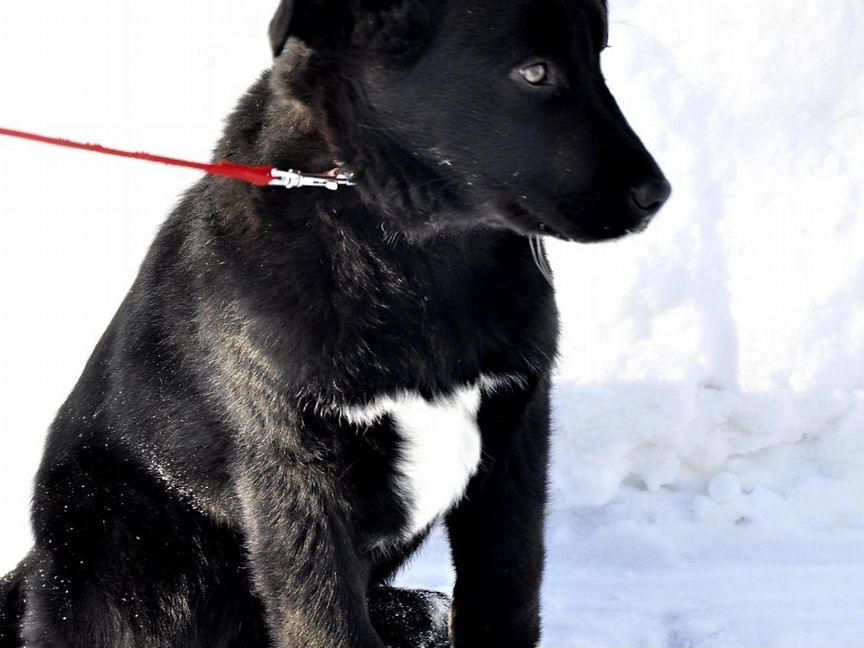 Щенки скоро окажутся на улице