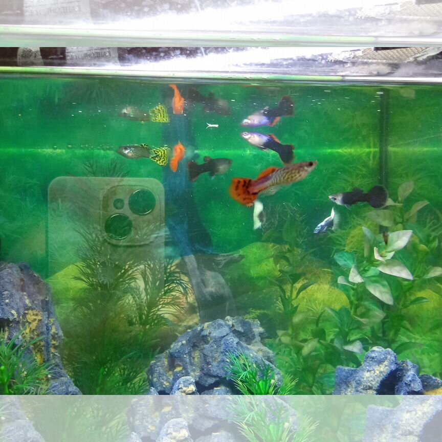 Рыбки гуппи молодые