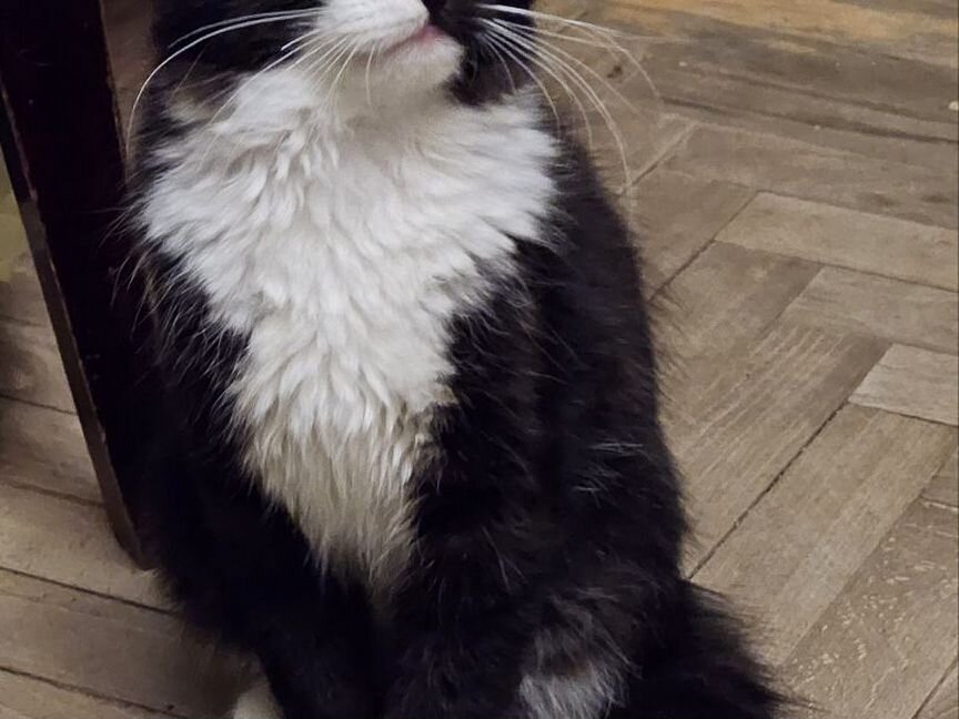 Котёнок мальчик в добрые руки, привит и чипирован