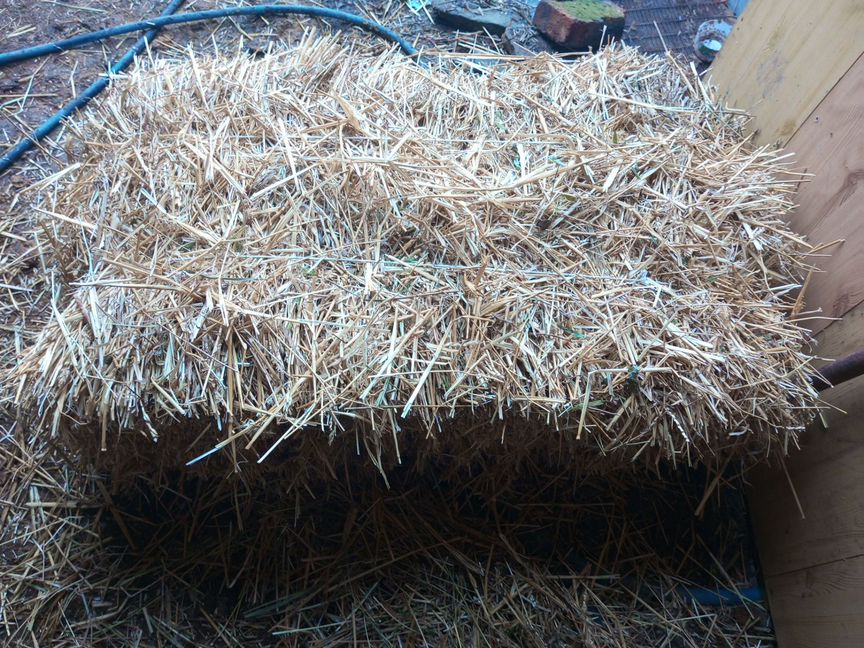 Солома пшеничная в тюках