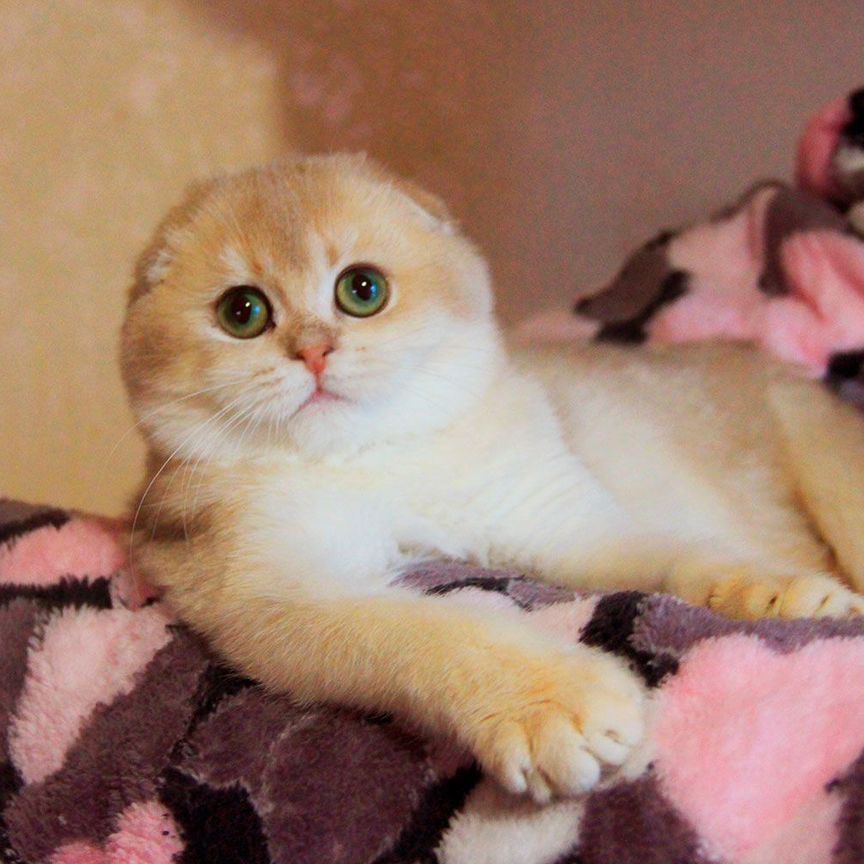 Шотландский вислоухий короткошёрстный котёнок