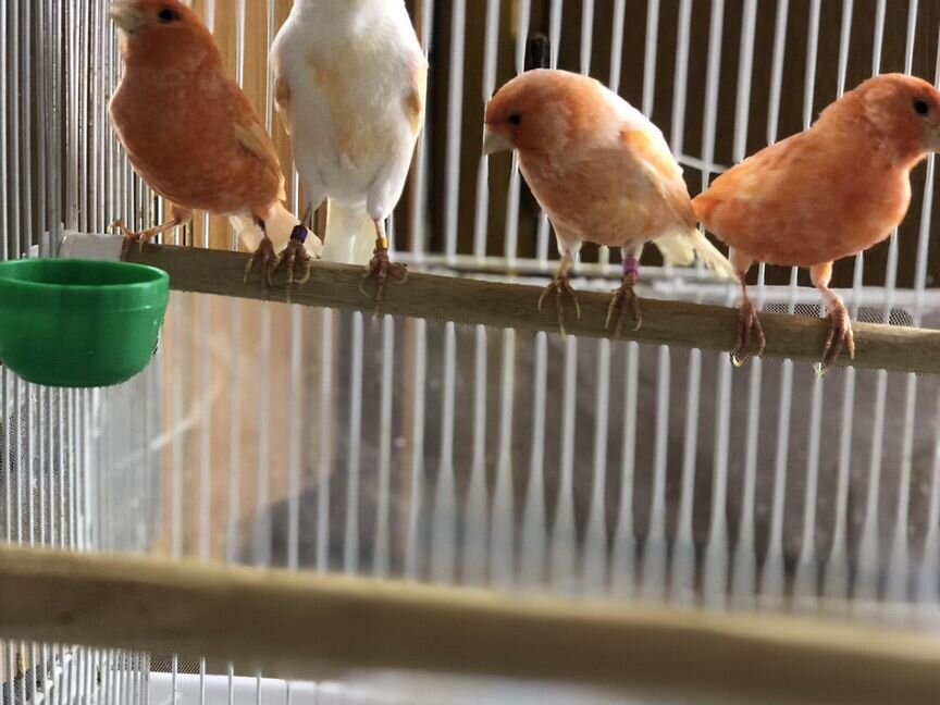 Канарейки пара