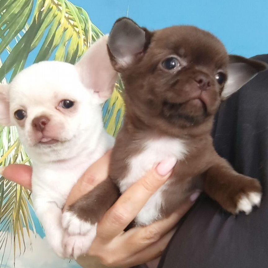 Щенки чихуахуа мини