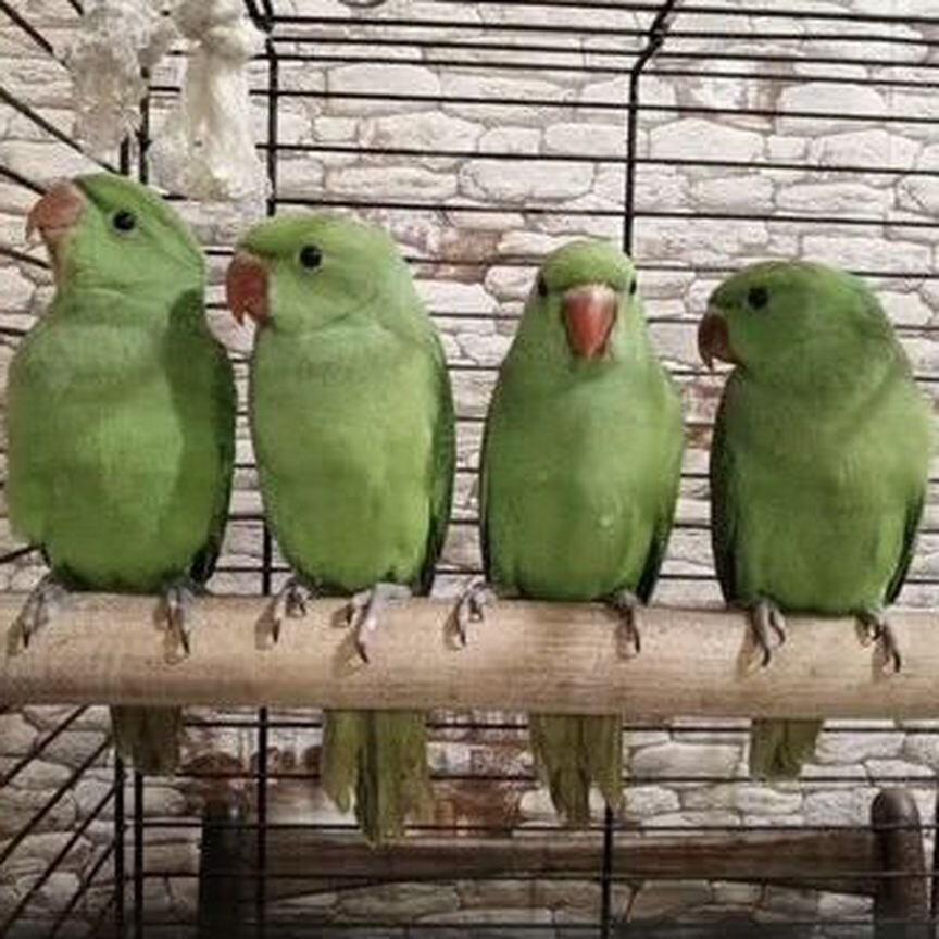 Попугай ожереловый птенцы