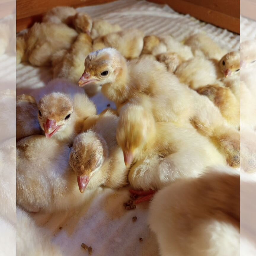 Продаются индюшата