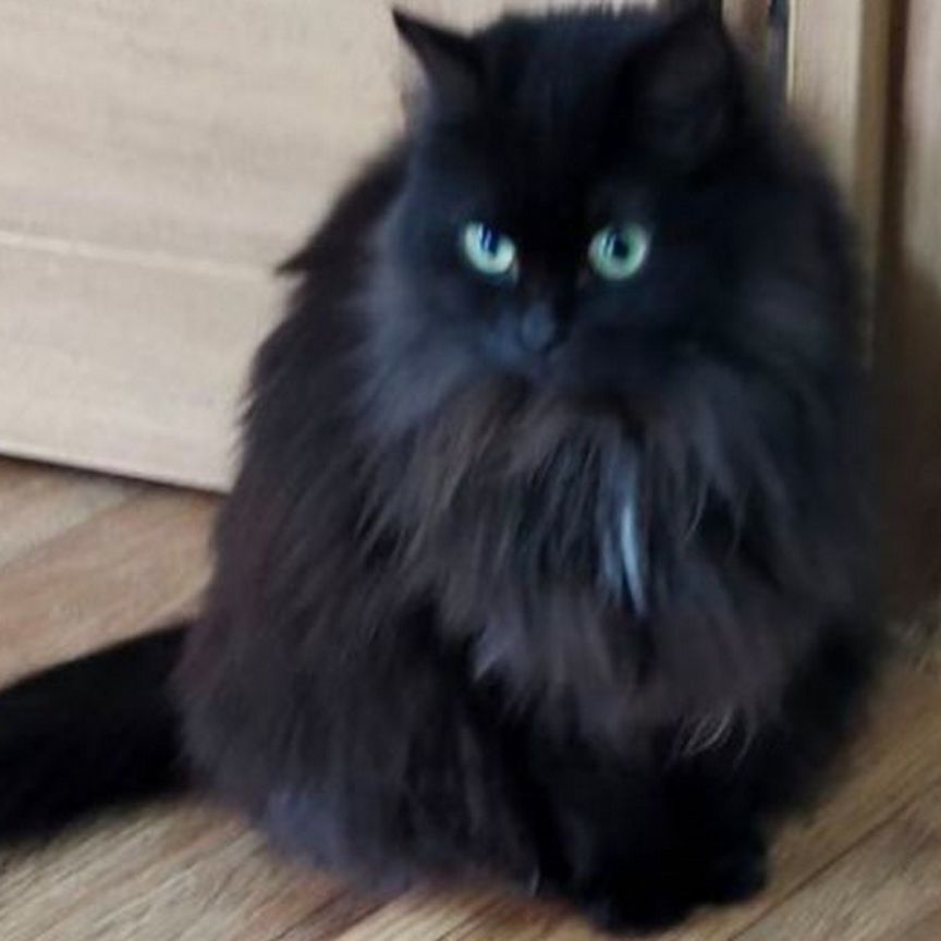 Взрослая, кошка в добрые руки