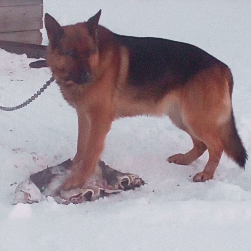 Щенки немецкой овчарки