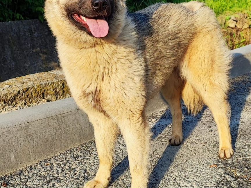 Собака в добрые руки